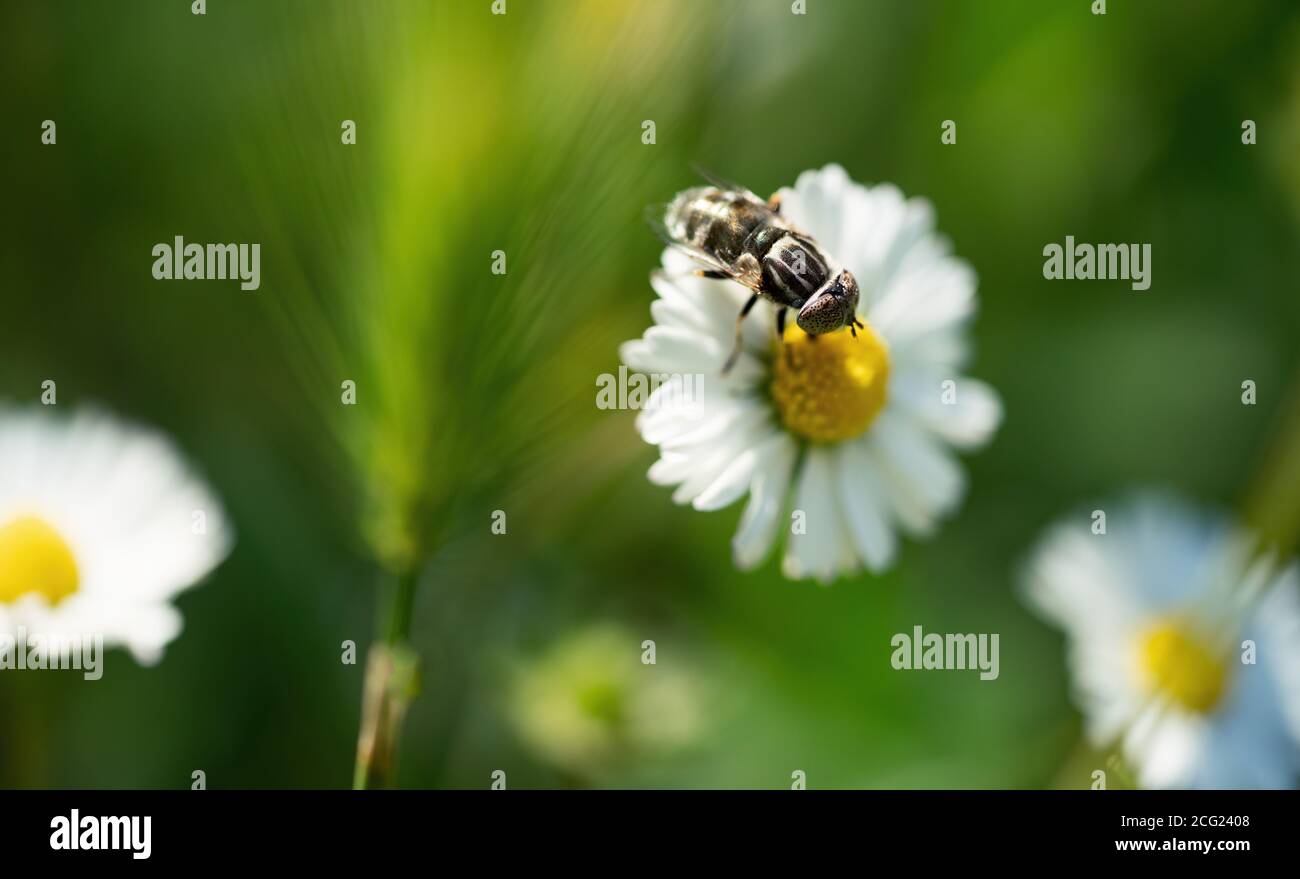 Insect collecting pollen from white daisy flower with sunset light ...