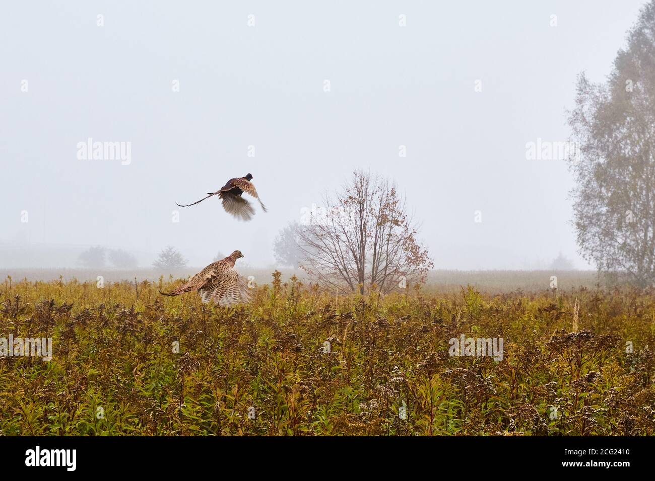 Colorful pheasants rising above the meadow in the autumn misty aura ...