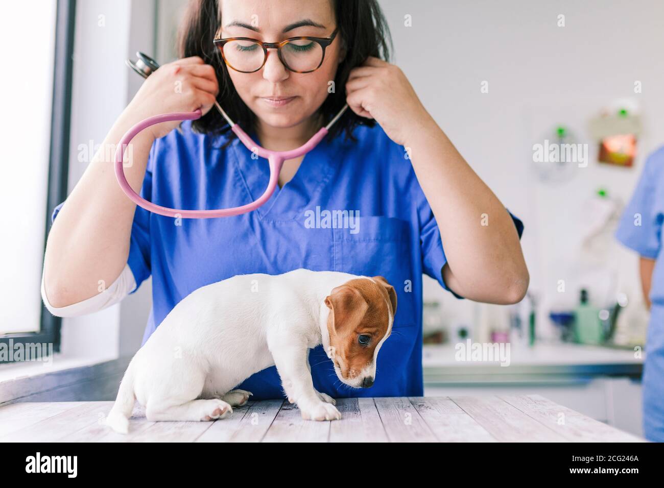 Veterinary listening to a jack russell terrier puppy Stock Photo - Alamy