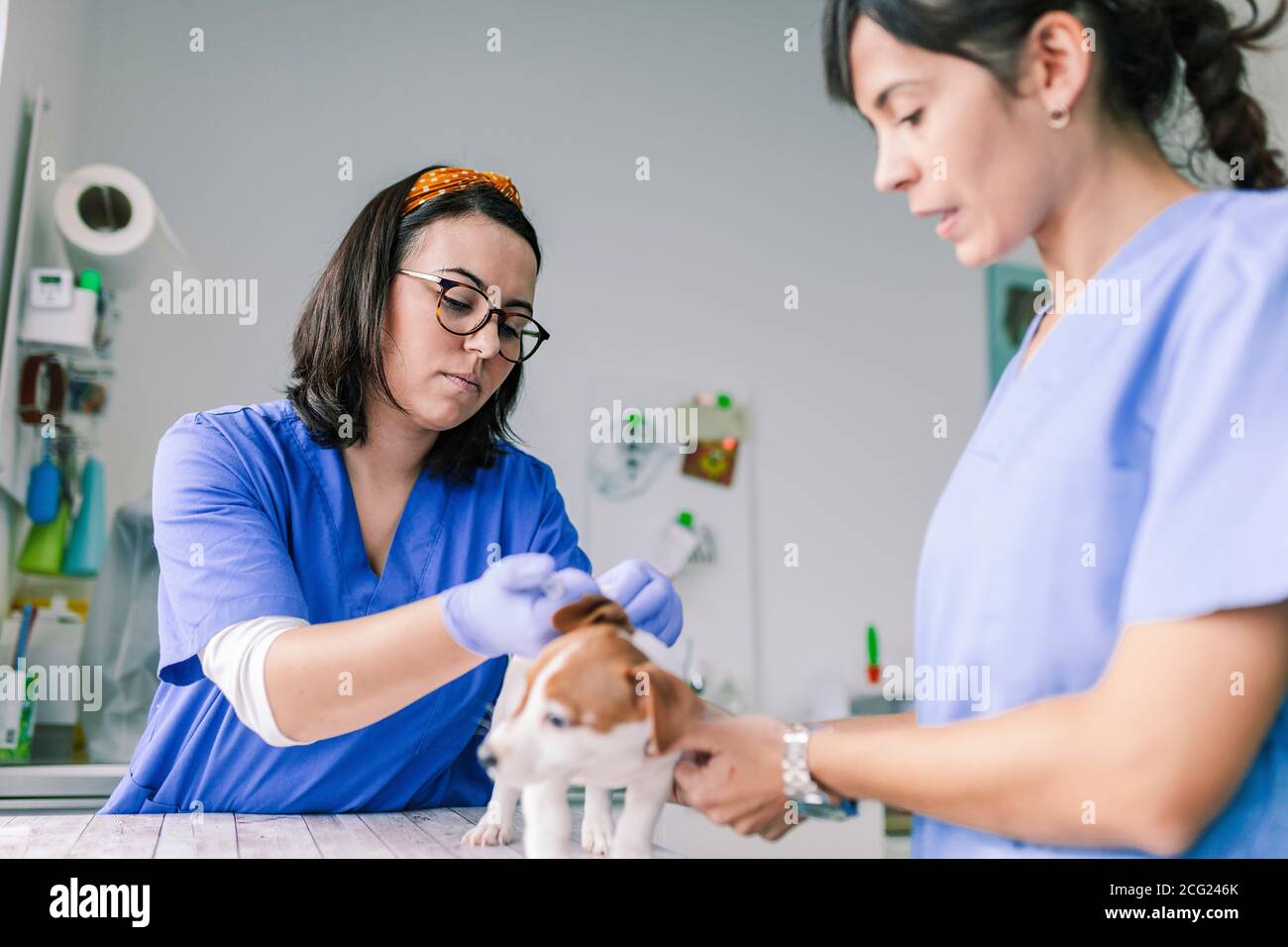 Veterinary with a dog for a review in the clinic Stock Photo - Alamy