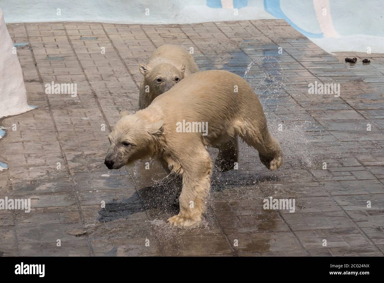 Polar bear at the zoo. Novosibirsk Zoological Park Stock Photo - Alamy