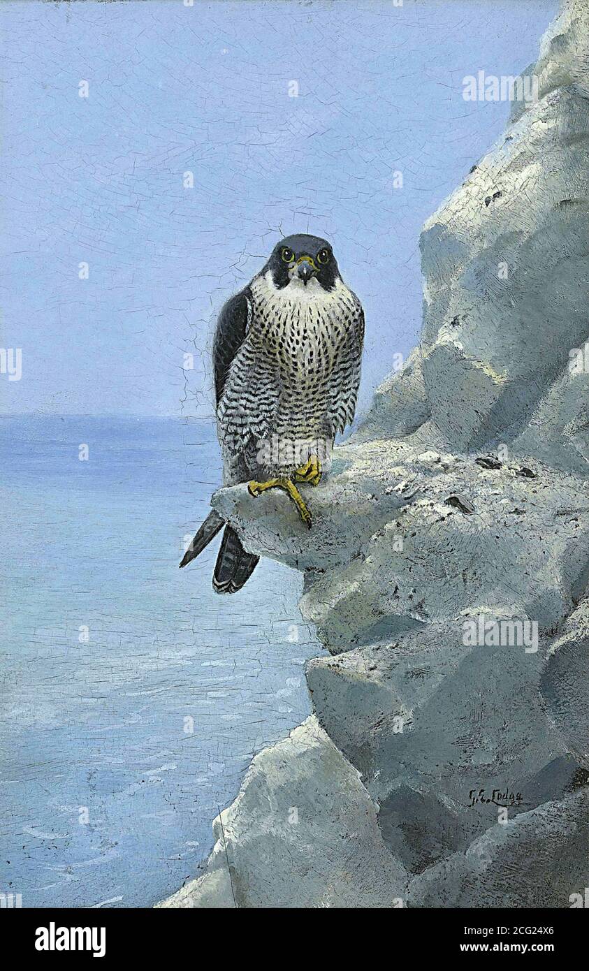 Lodge George Edward - a Peregrine Falcon on a Chalk Cliff - British ...
