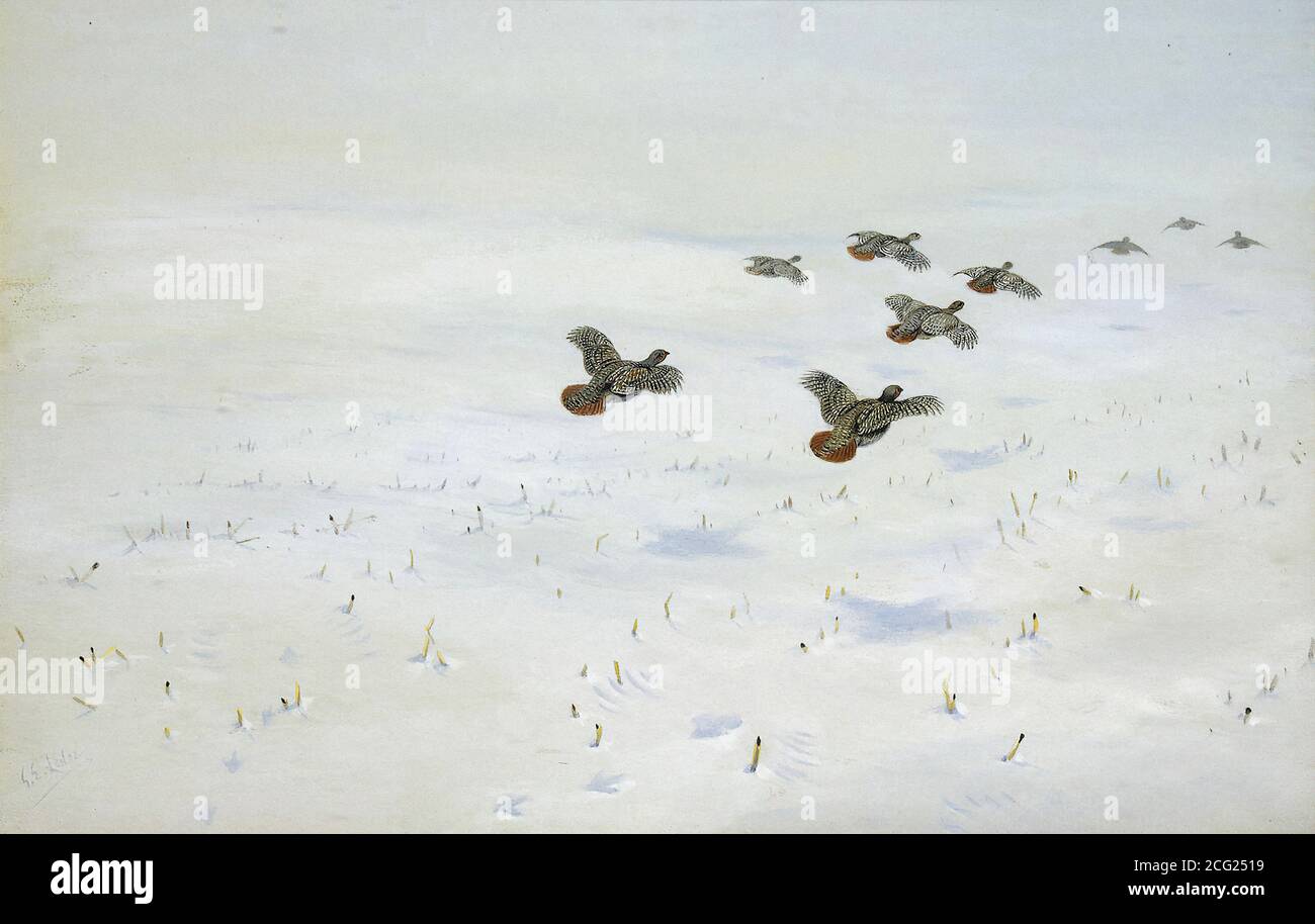 Partridge in flight hi-res stock photography and images - Alamy