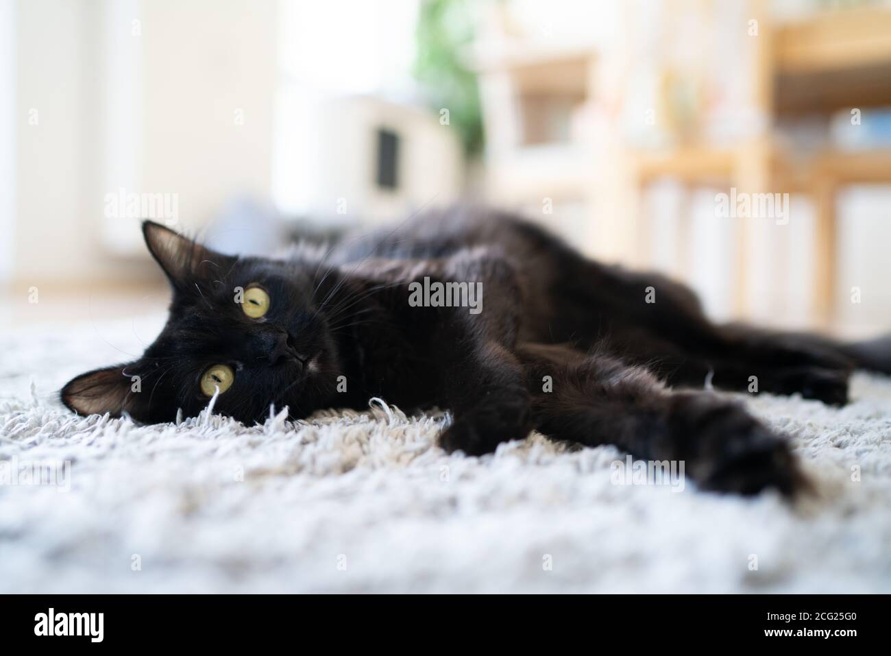 Cat laying on carpet hi-res stock photography and images - Alamy