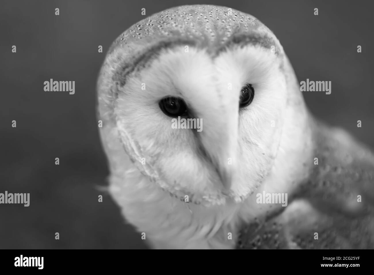 Barn owl at night Stock Photo - Alamy