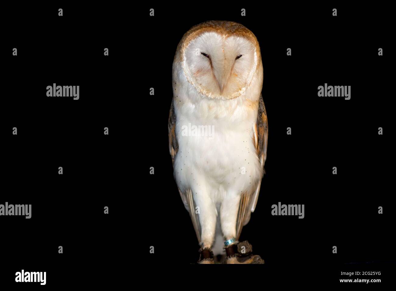 Barn owl at night Stock Photo - Alamy