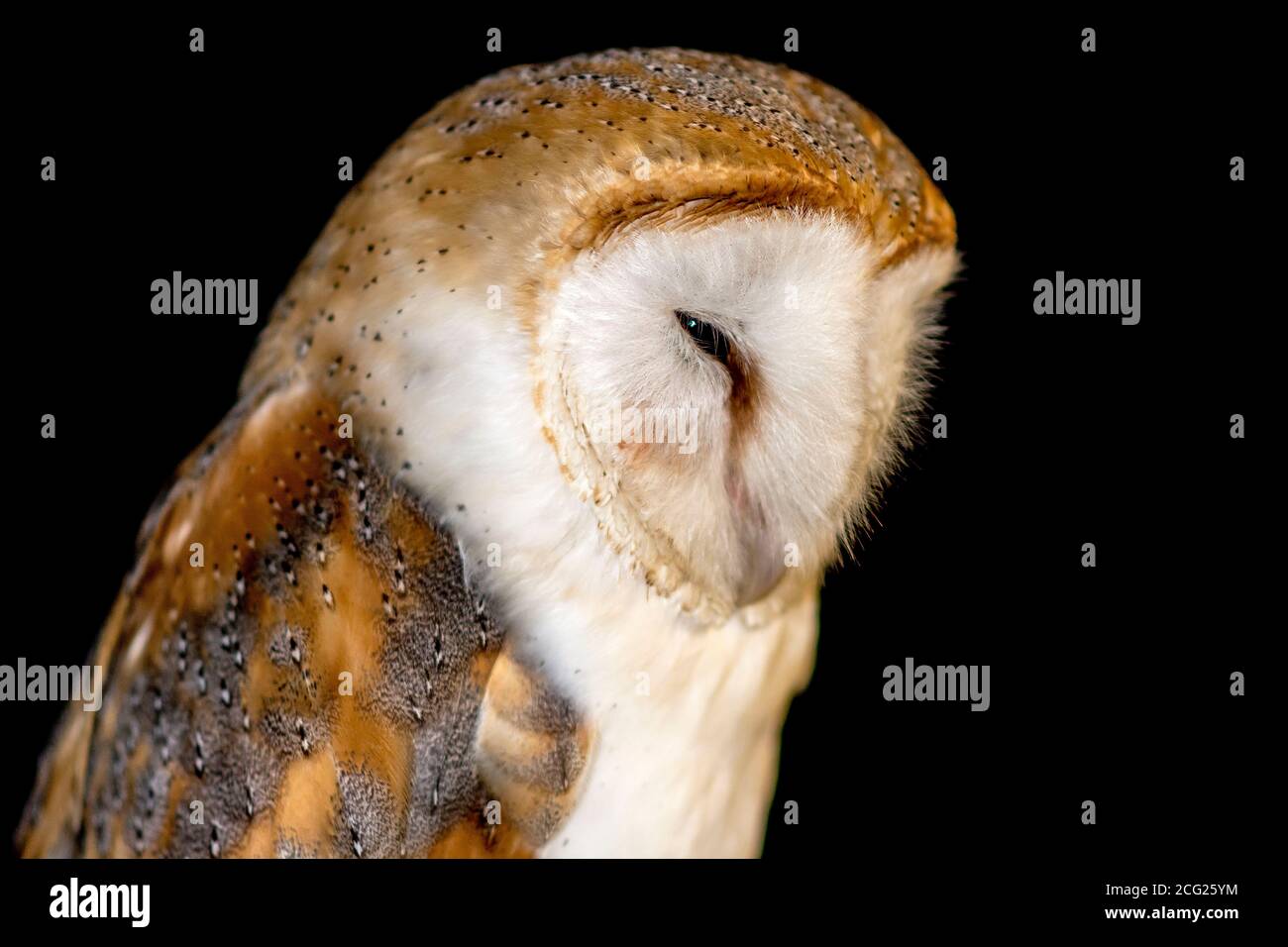 Barn owl at night Stock Photo - Alamy