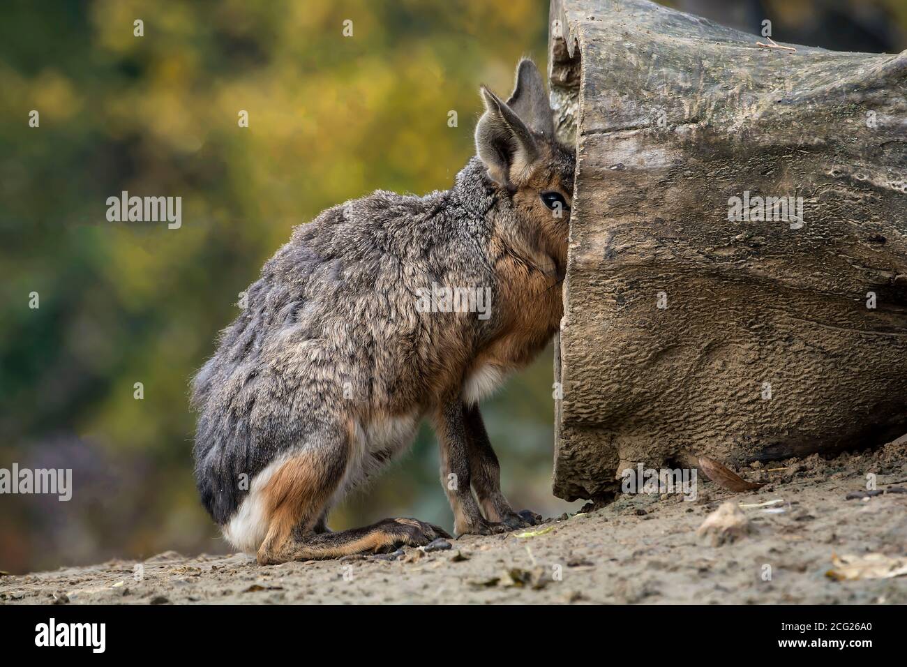A hare hiding in a tree trunk Stock Photo - Alamy