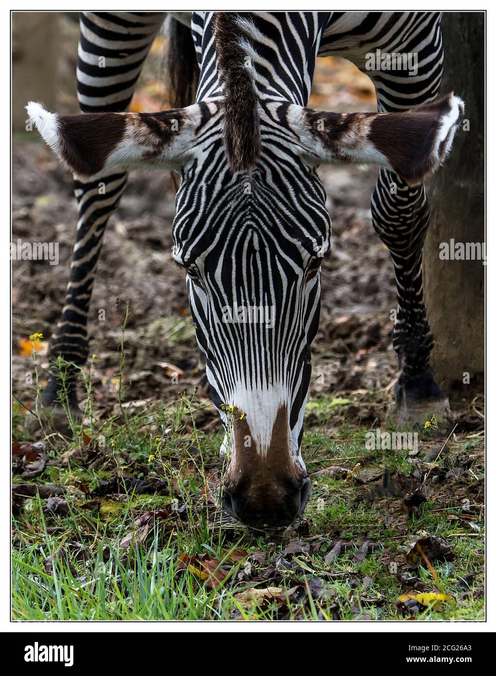 Zebra eating on the grass Stock Photo - Alamy