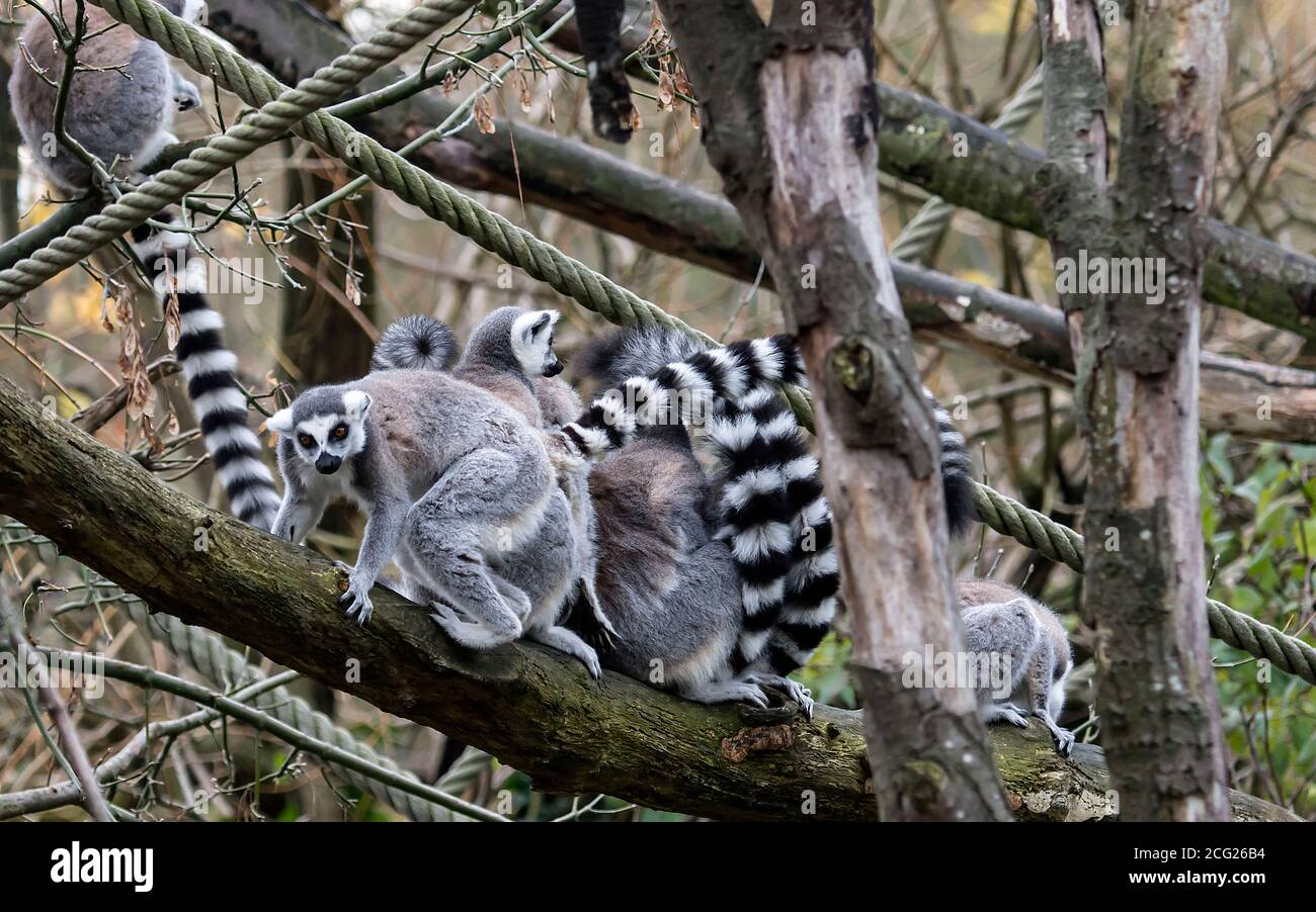 Lemur's in the forest Stock Photo - Alamy