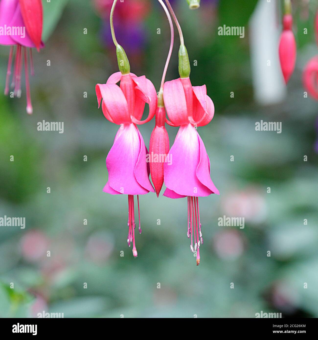 Fuchsia magellanica in ornamental hi-res stock photography and images ...