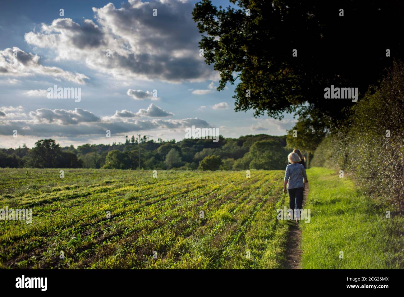 Public footpath along edge of field hi-res stock photography and images ...
