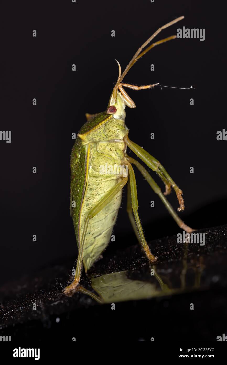 Pentatomidae entomology stink bug hi-res stock photography and images ...