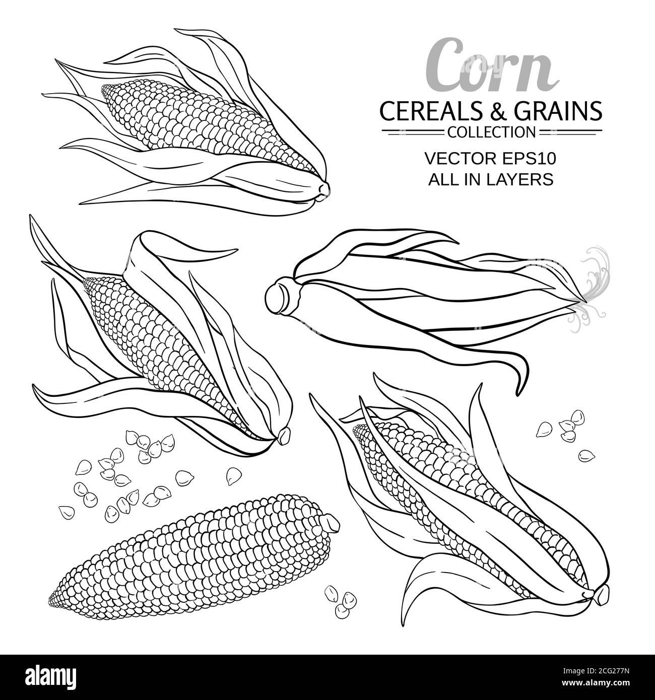 corn vector set Stock Vector Image & Art - Alamy
