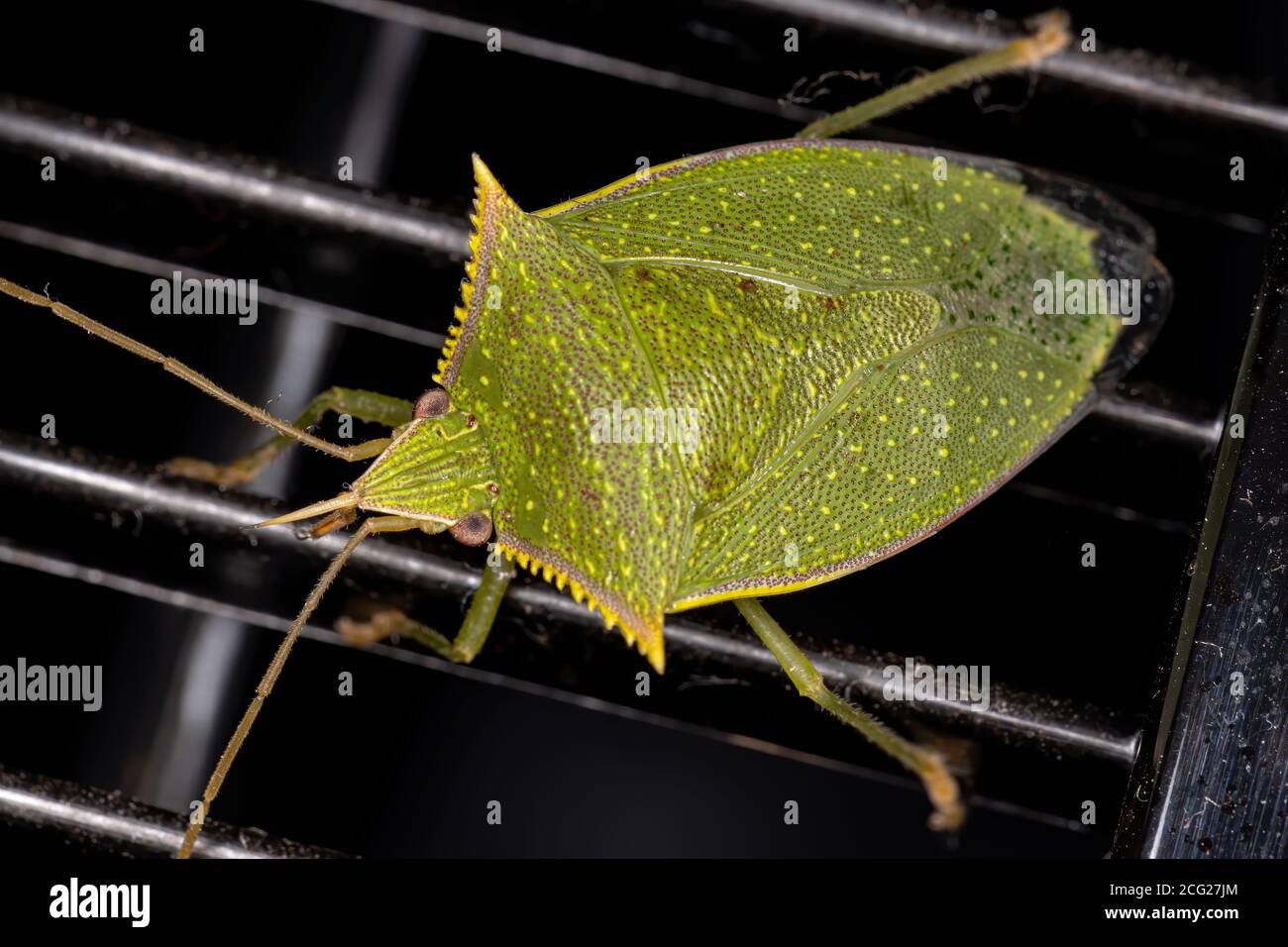 Loxa deducta hi-res stock photography and images - Alamy