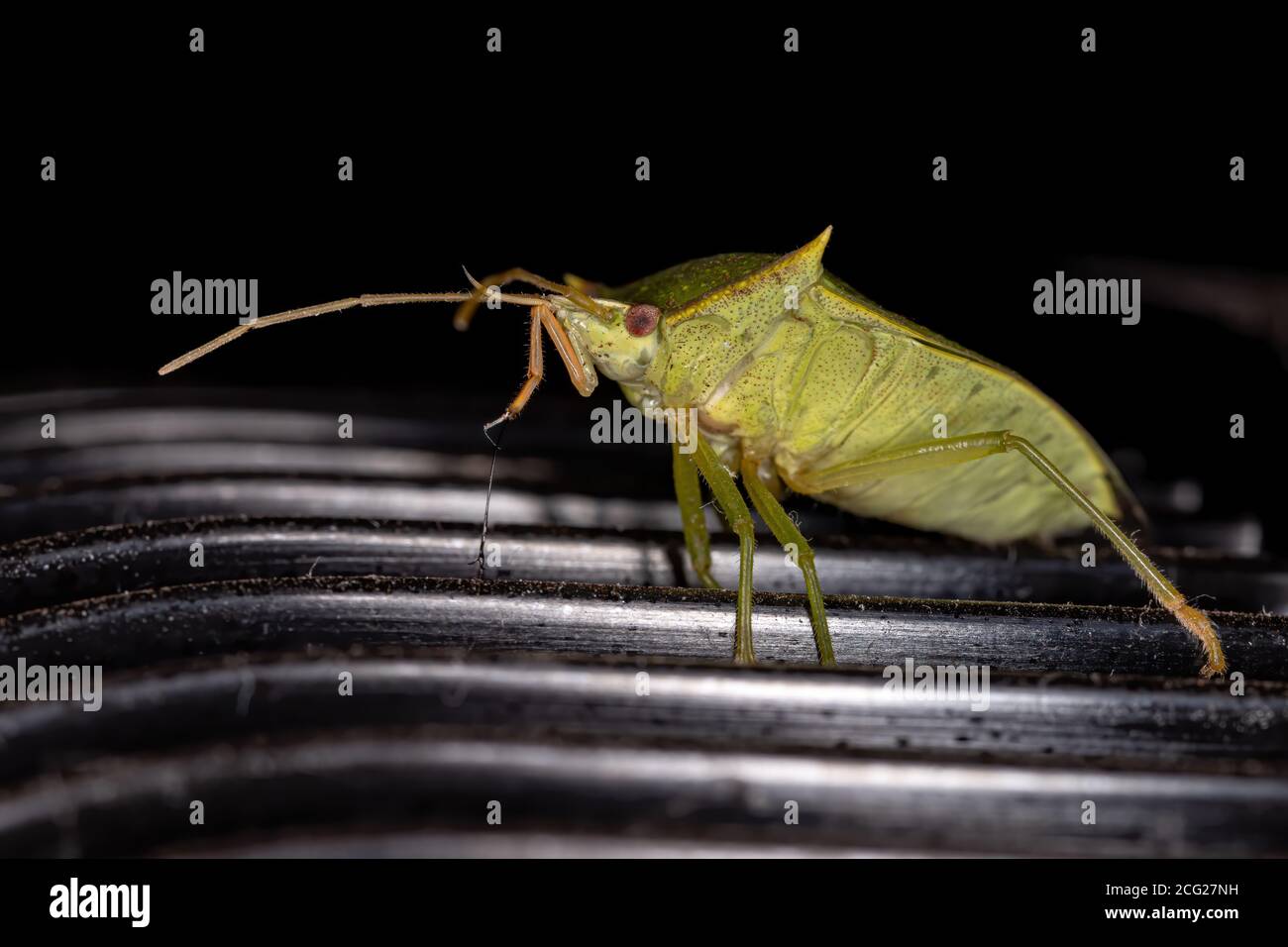 Pentatomidae entomology stink bug hi-res stock photography and images ...
