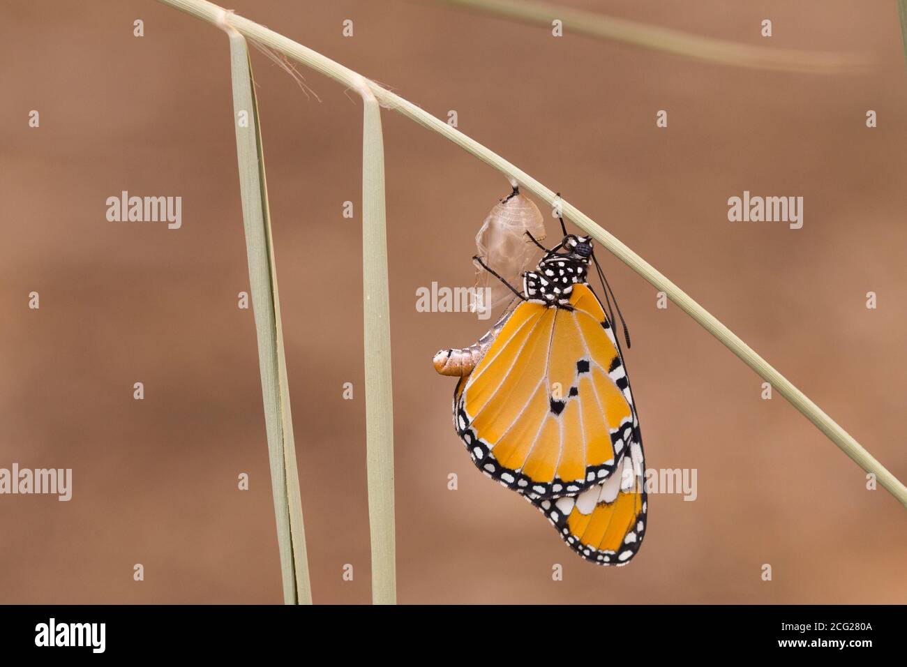 Two Plain Tiger (Danaus chrysippus) AKA African Monarch Butterfly ...