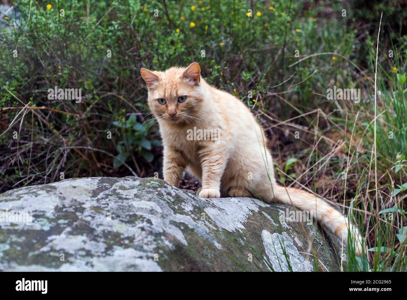A homeless red cat sits on a large rock in the forest Stock Photo - Alamy