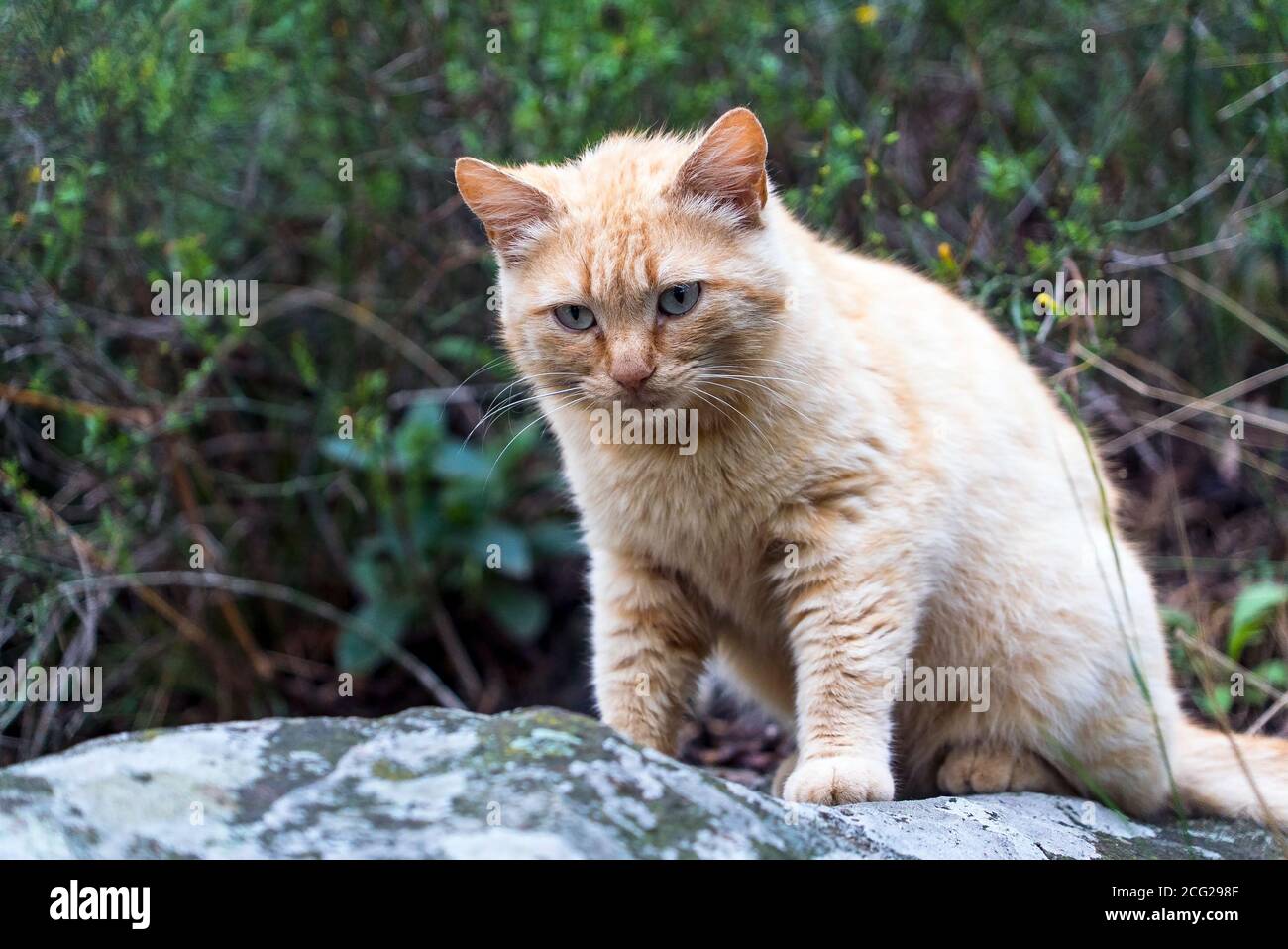 A homeless red cat sits on a large rock in the forest Stock Photo - Alamy