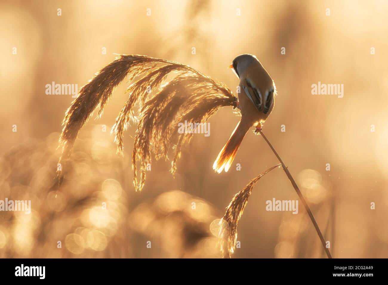 Bearded tit (Panurus biarmicus), male, Radipole Lake RSPB reserve ...