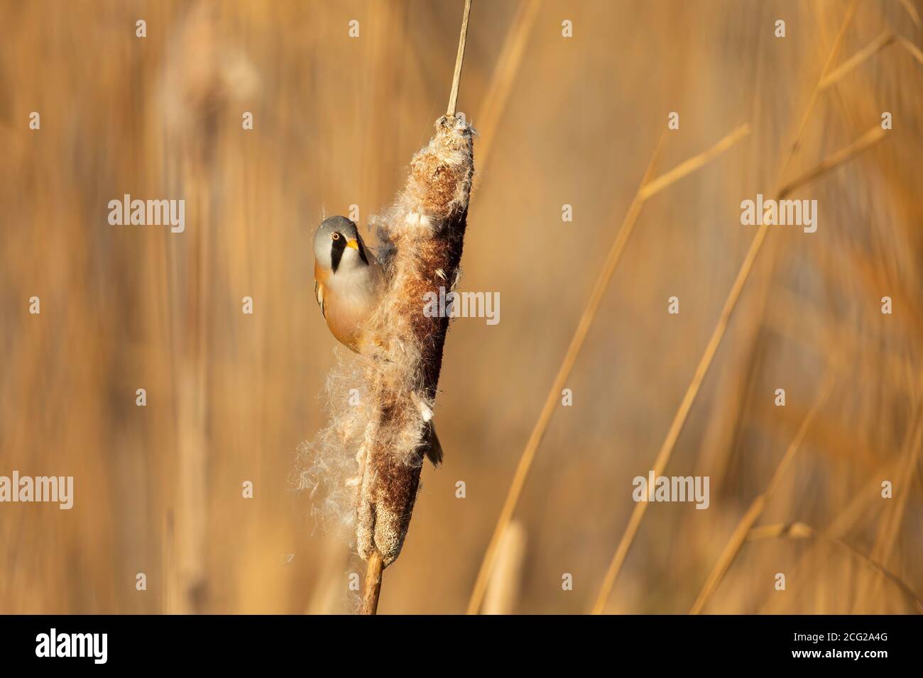 Bearded tit (Panurus biarmicus), male, Radipole Lake RSPB reserve ...