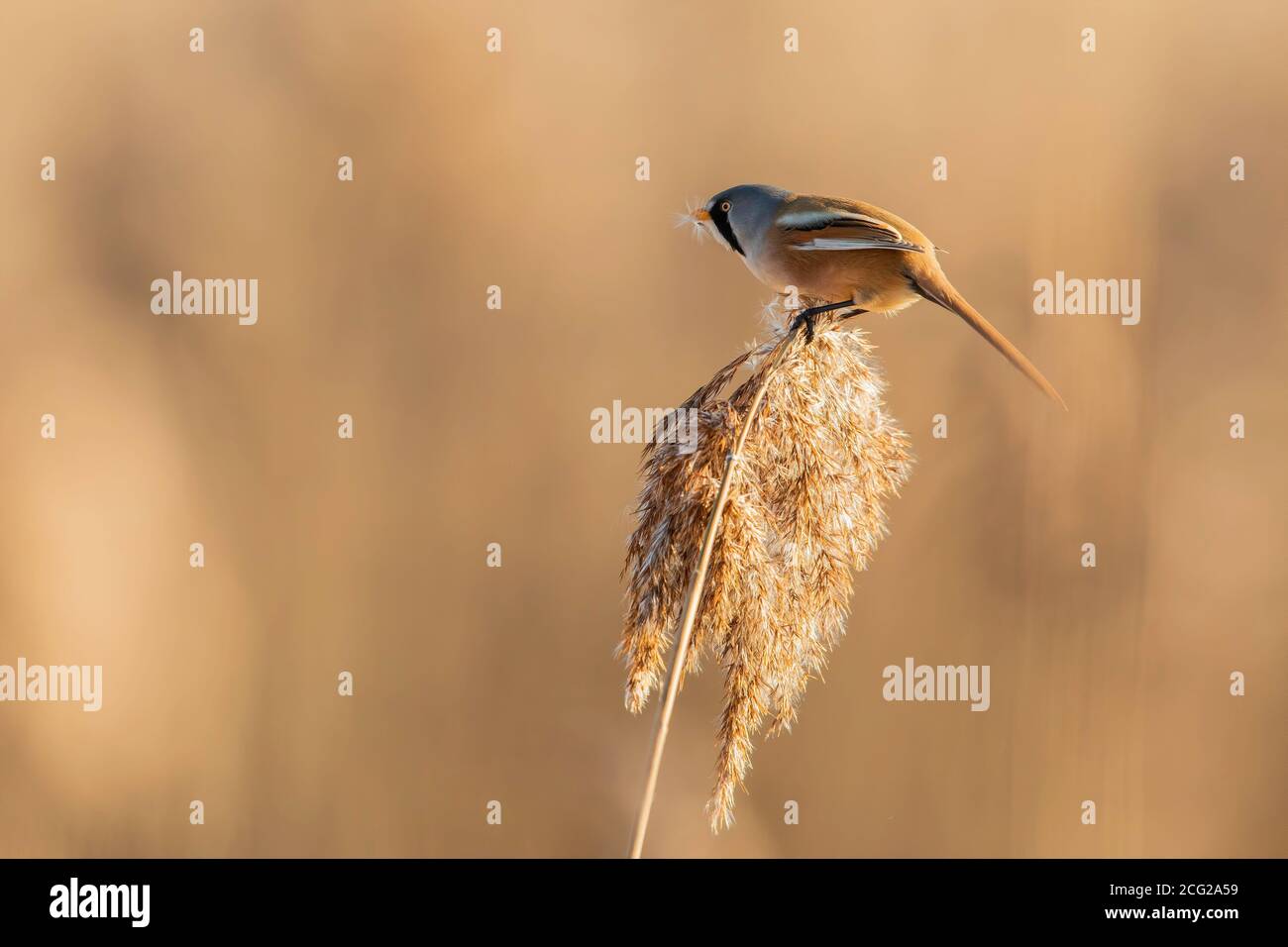 Bearded tit (Panurus biarmicus), male, Radipole Lake RSPB reserve ...
