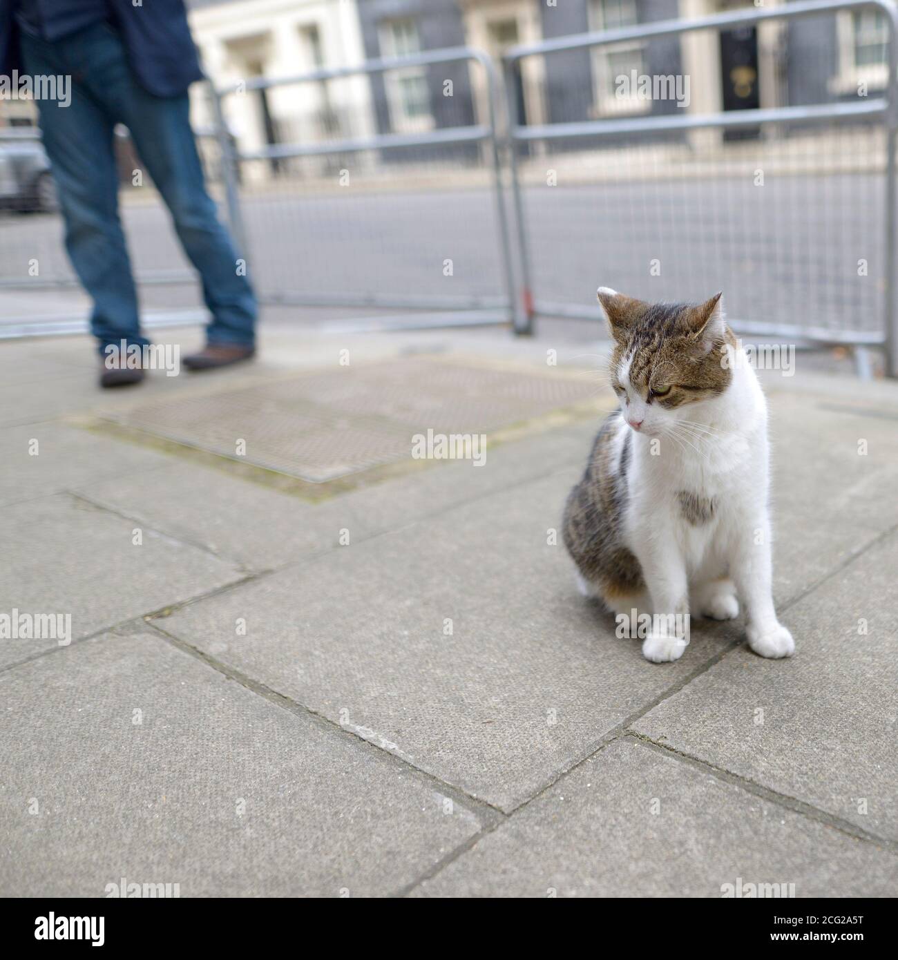 Larry the Cat, official Chief Mouser to the Cabinet Office, in Downing ...