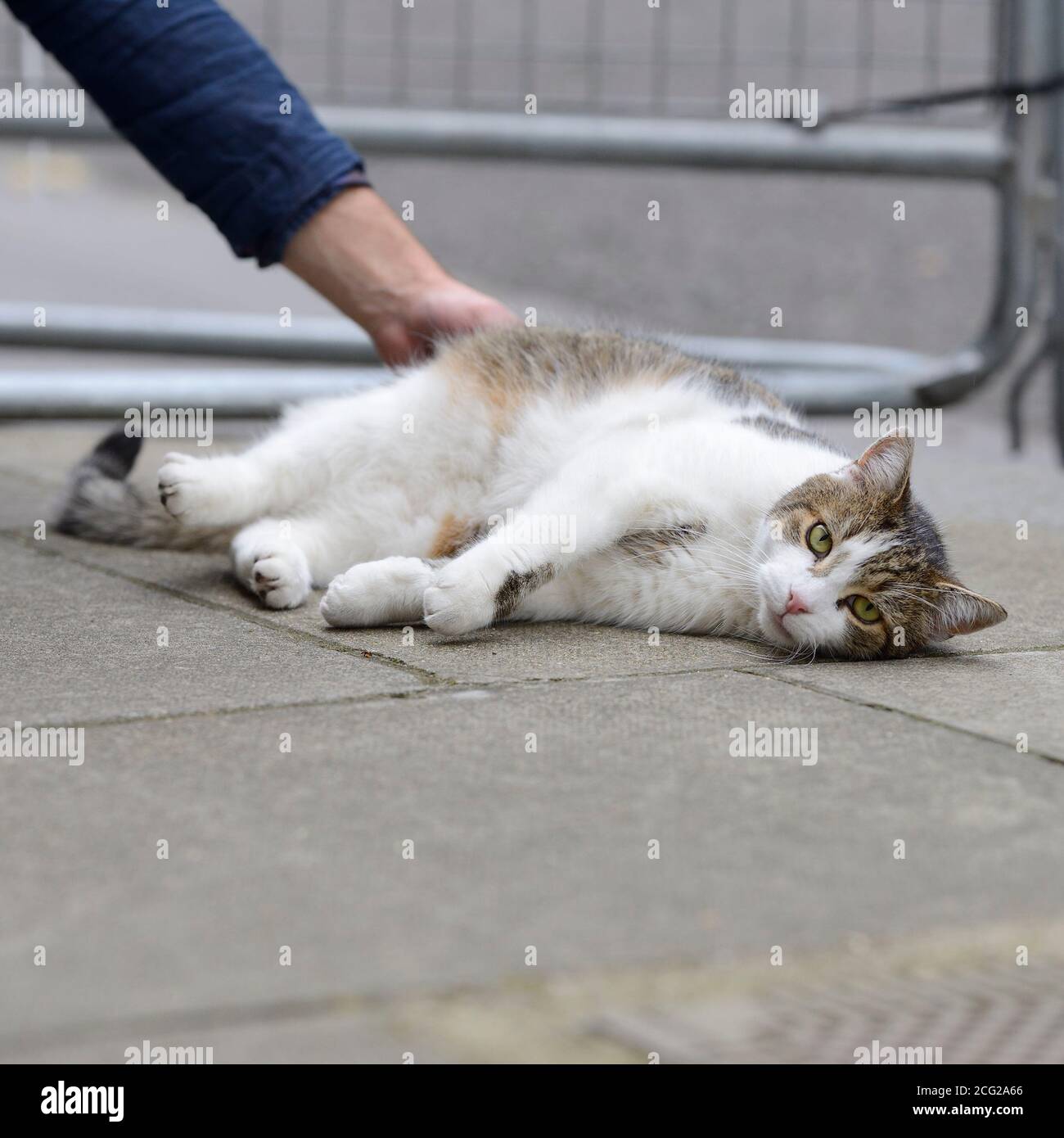 Larry the Cat, official Chief Mouser to the Cabinet Office, in Downing ...