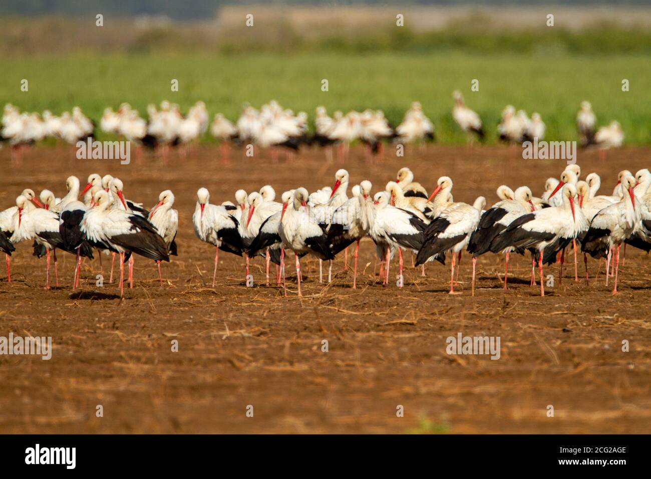 Rower stork hi-res stock photography and images - Alamy