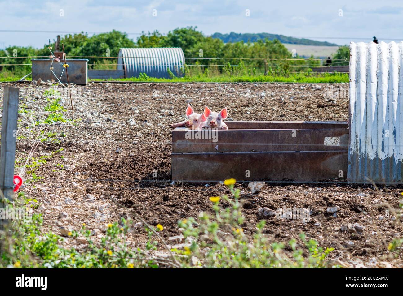 Two piglets poking their heads above the wall of the pig sty on a pig ...