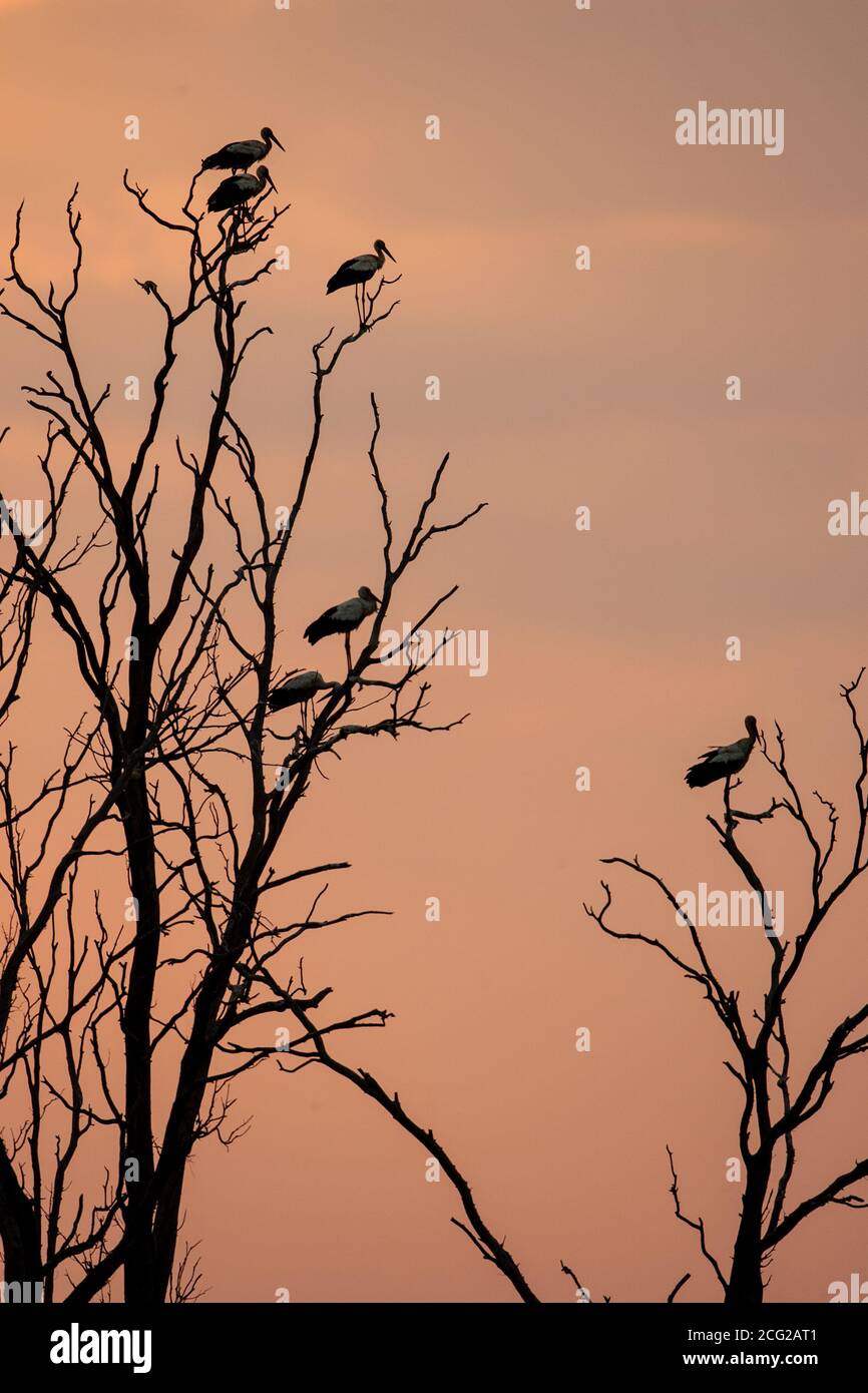 a flock of White storks (Ciconia ciconia) roosting on a treetop at ...