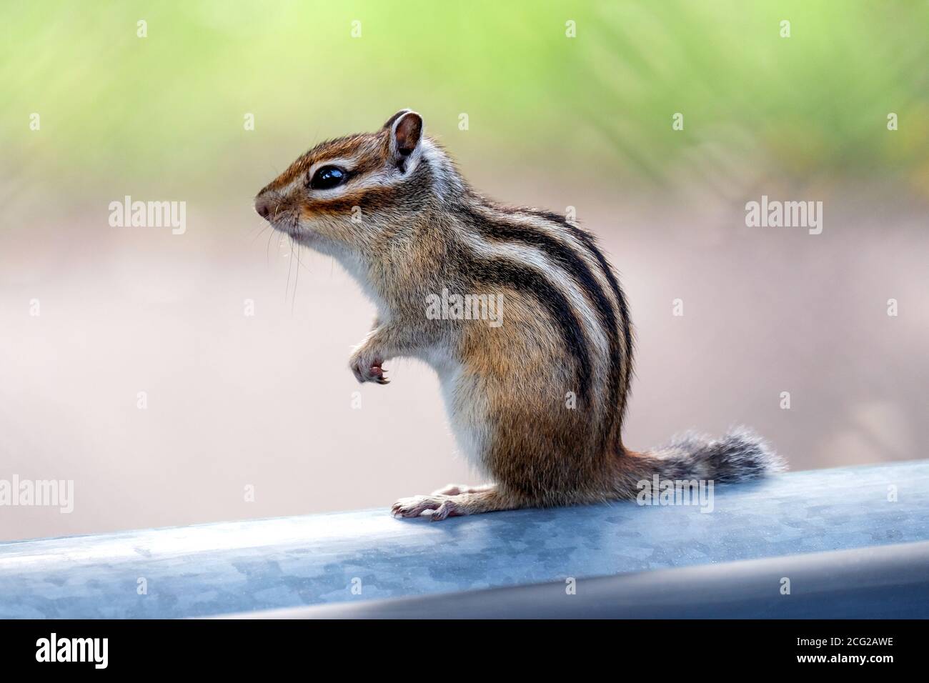 The chipmunk sits on its hind legs. Small brown wild animal with ...