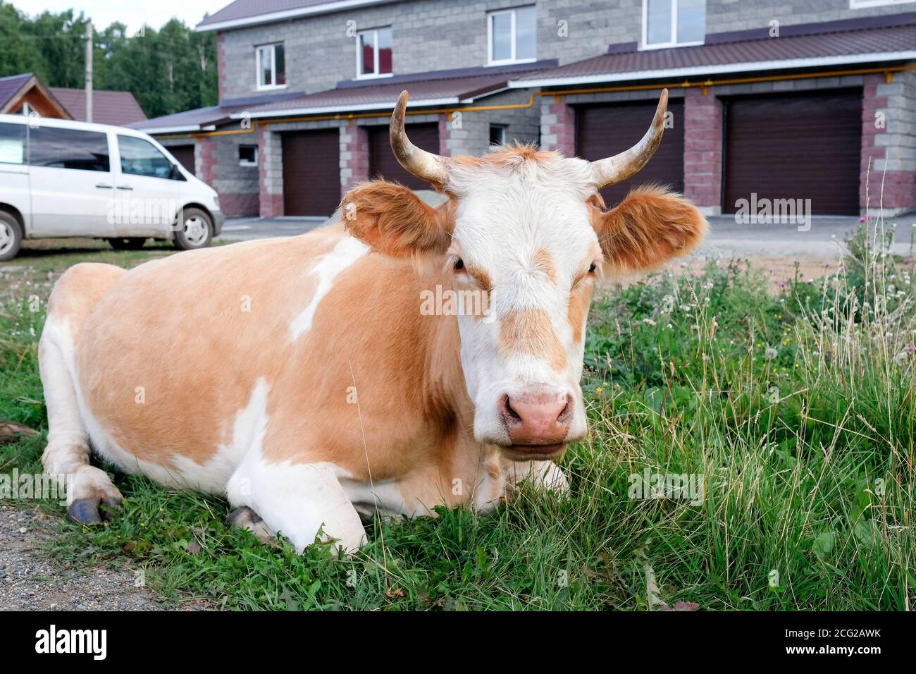 Cow lying road hi-res stock photography and images - Alamy