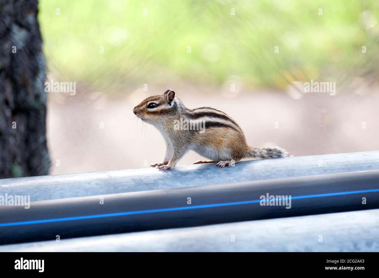 The chipmunk is sitting. Small wild animal with stripes Stock Photo - Alamy