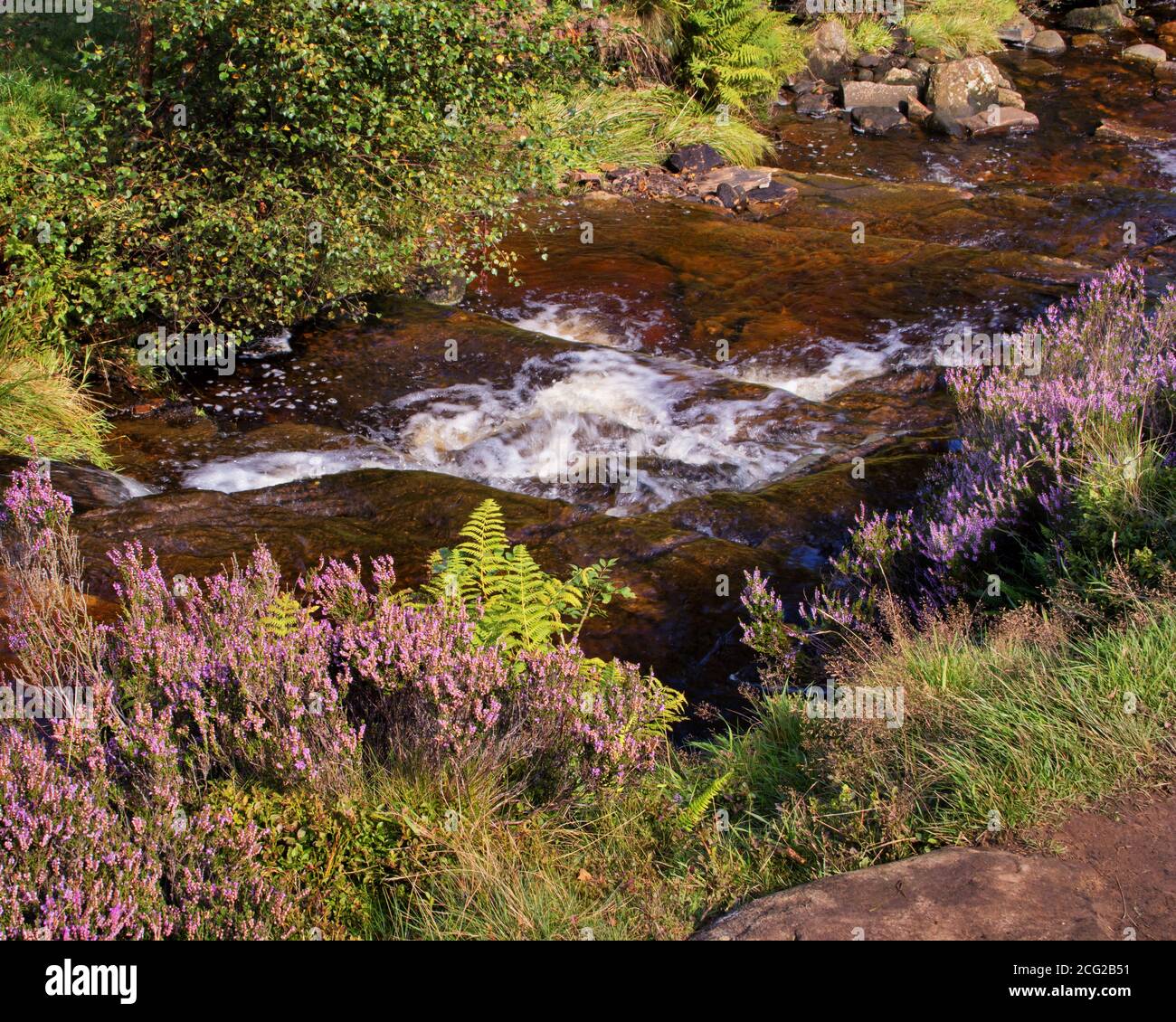 Heater growing on the river bank of South Dean Beck, in Bronte country ...