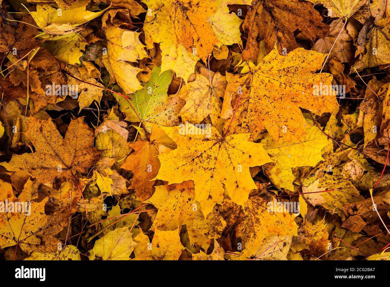 golden maple fallen leaves background, autumn texture Stock Photo - Alamy