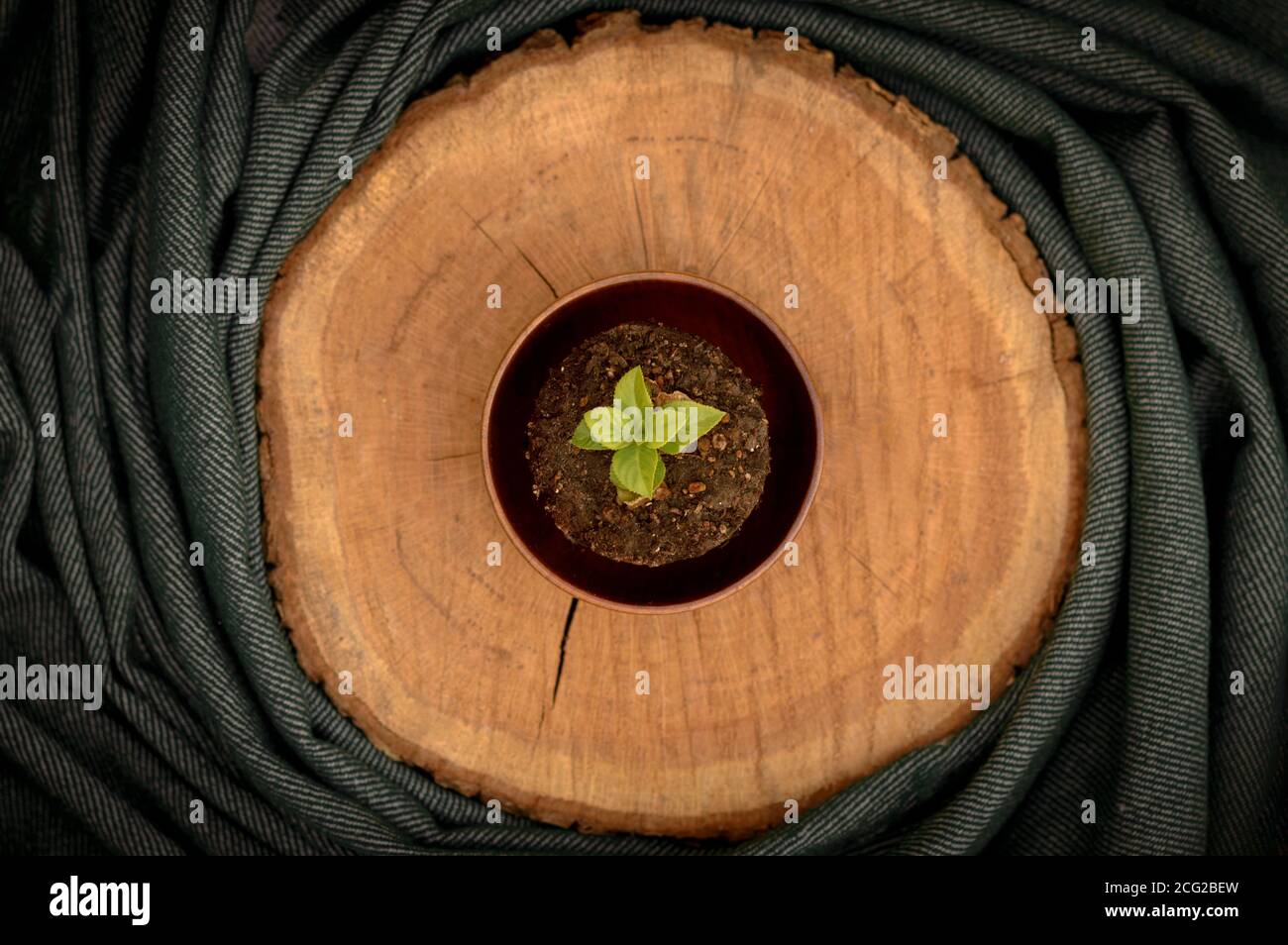 New beginning- A small plant sprouted in a pot on a cut tree Stock ...