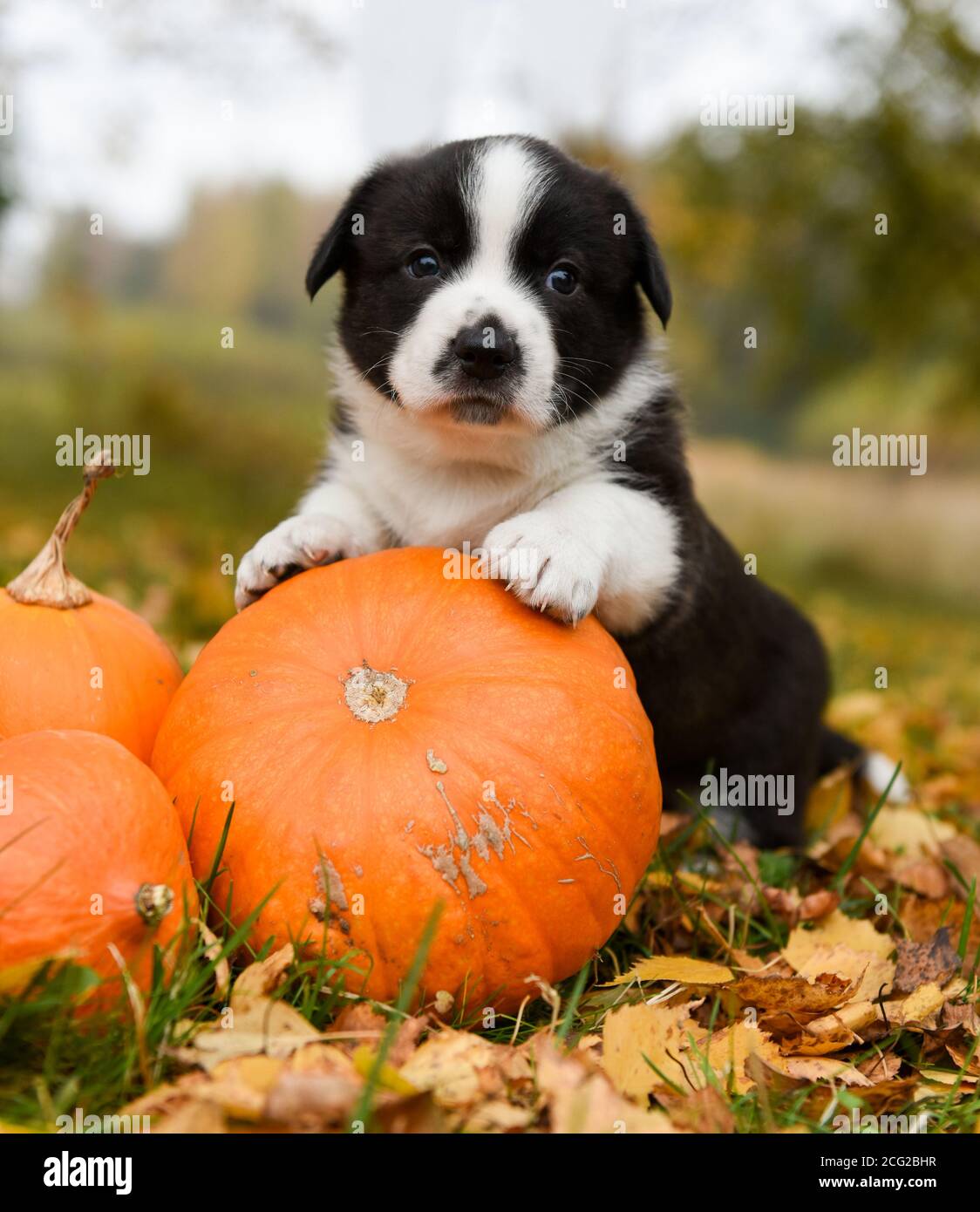 corgi puppy dog with a pumpkin on an autumn background Stock Photo - Alamy