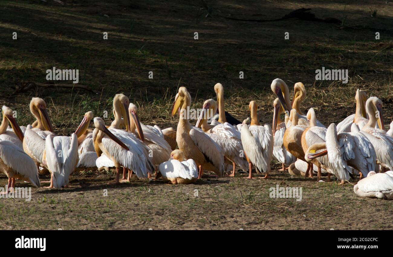 As the dry season progresses and the Katuma River dries up large flocks ...