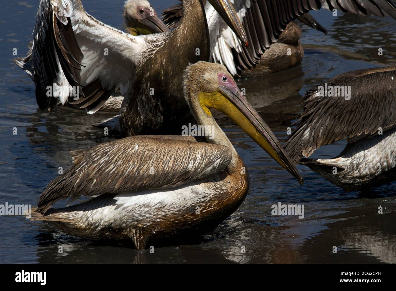 As the dry season progresses and the Katuma River dries up large flocks ...