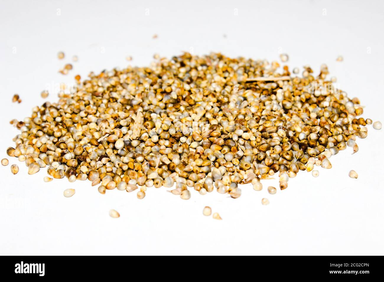 A picture of Pearl Millet (Bajra Stock Photo - Alamy