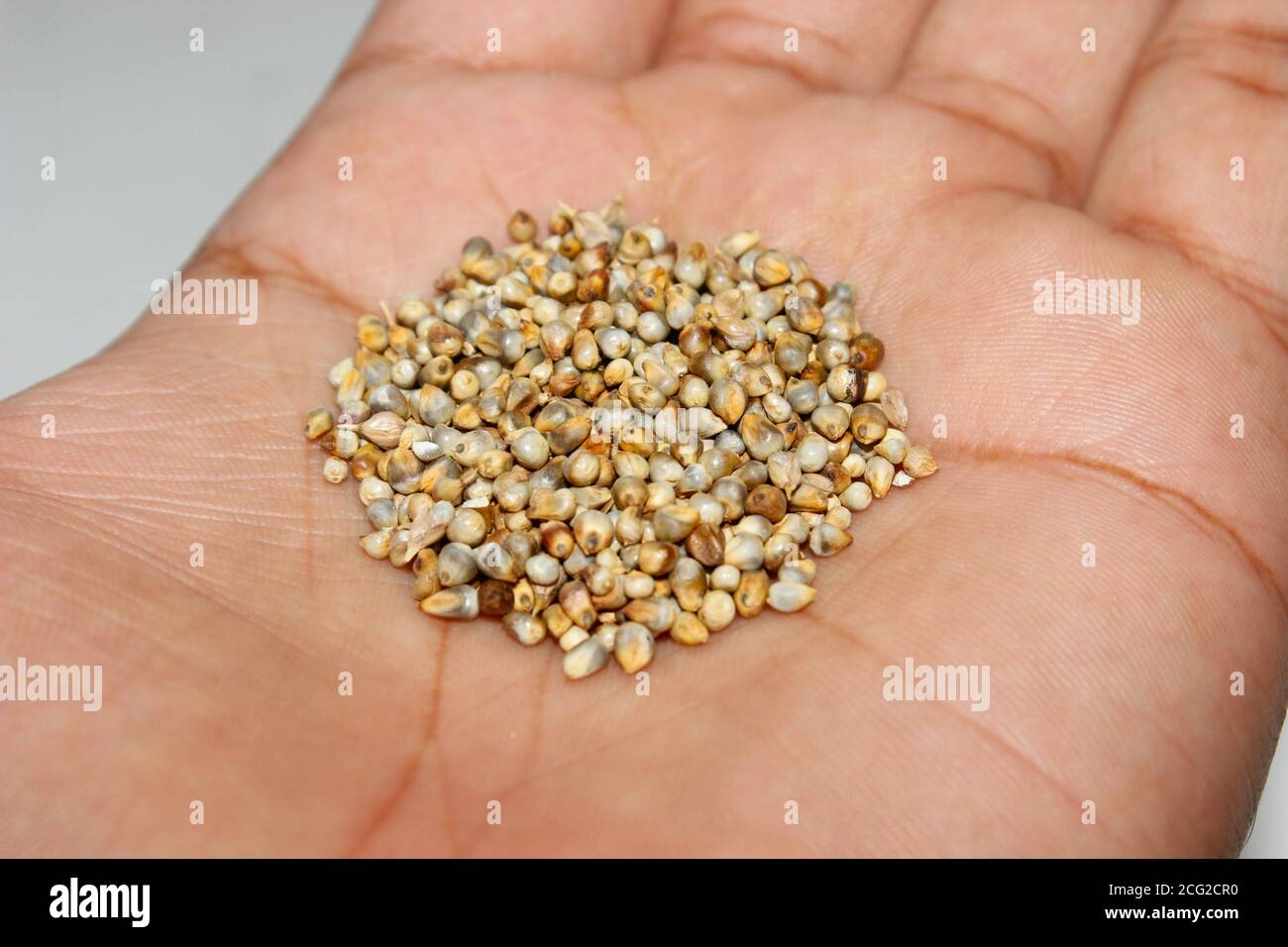 A picture of Pearl Millet (Bajra Stock Photo - Alamy