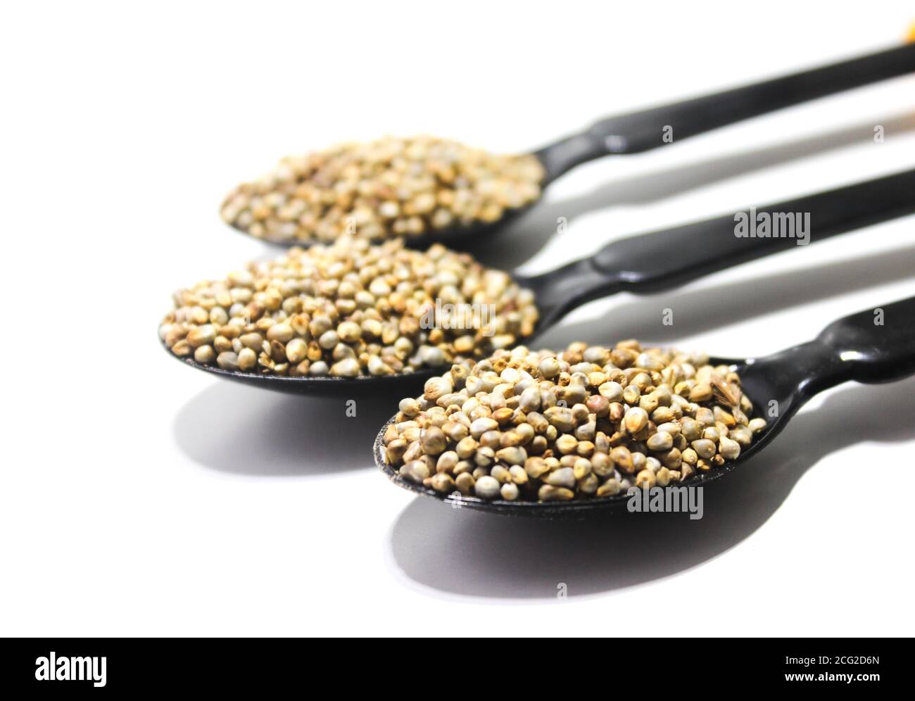 Bajra millet crop hi-res stock photography and images - Alamy