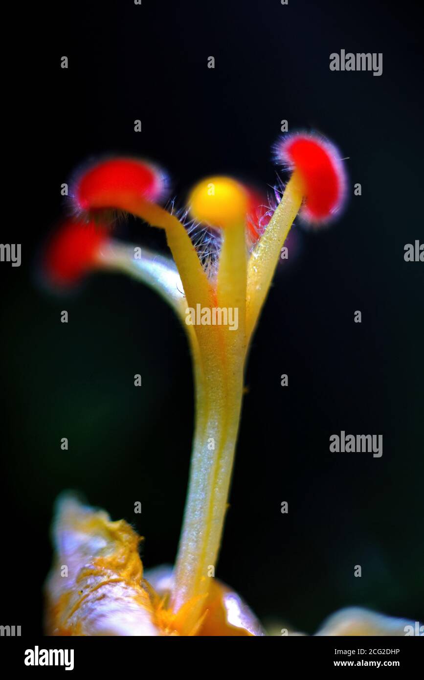 Extreme flower closeup on dark black background Stock Photo - Alamy