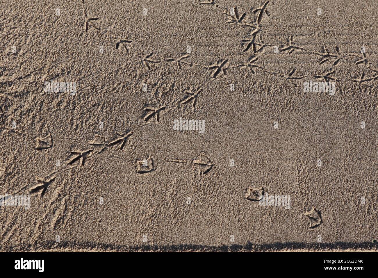 Seagull tracks in the sand. High quality photoLeft to right and ...