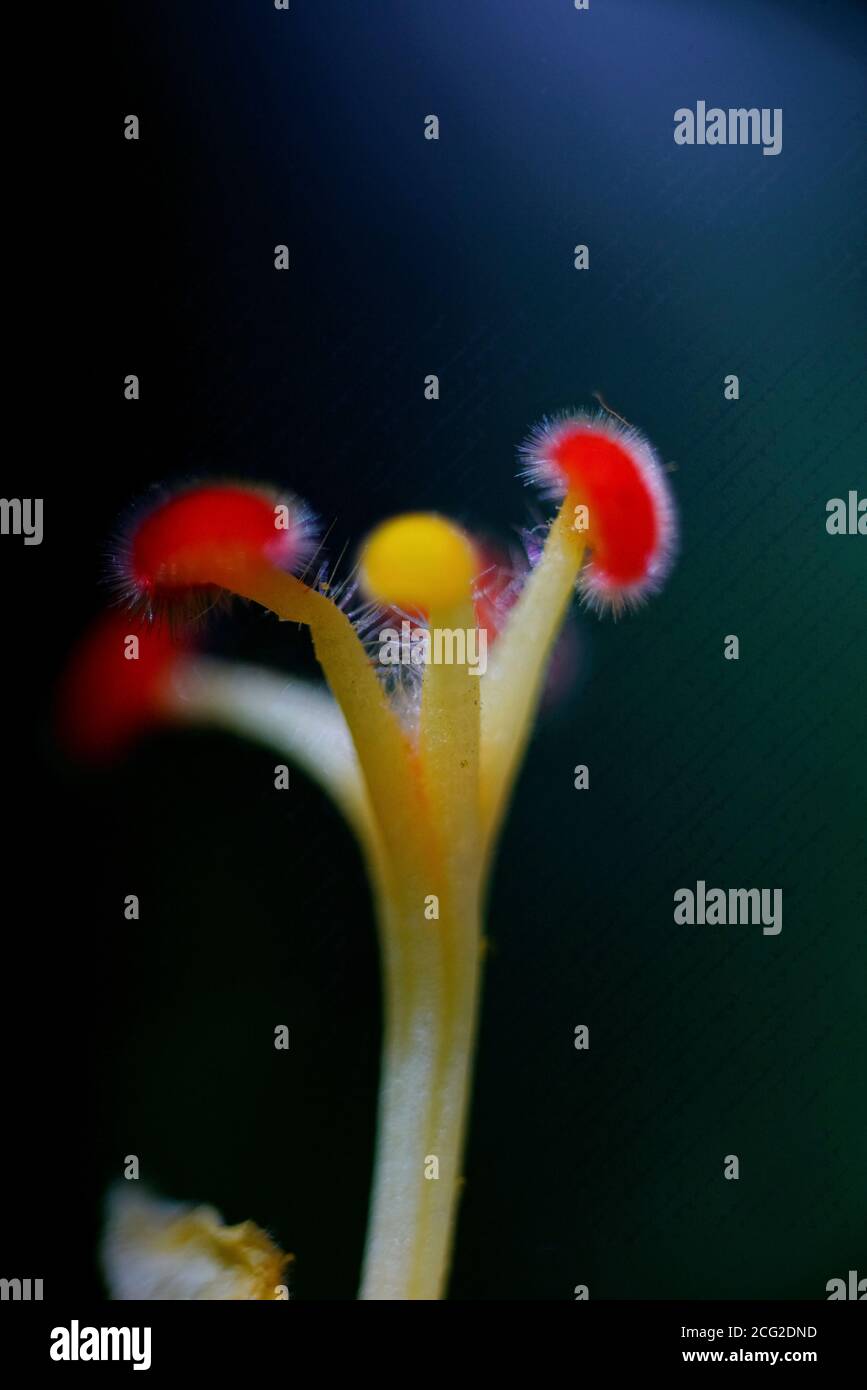 Extreme flower closeup on dark black background Stock Photo - Alamy