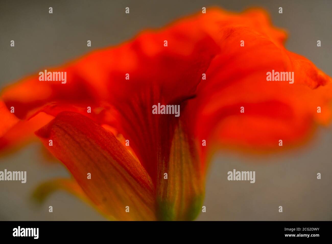 Extreme flower closeup on dark black background Stock Photo - Alamy
