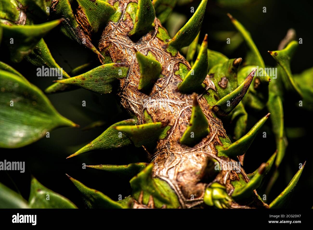 Detailed closeup macro photo of a plant, nature texture background ...