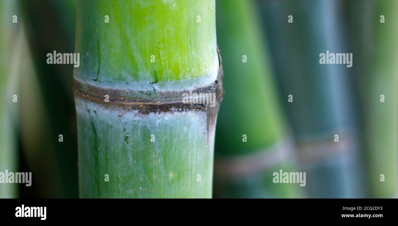 close up of green bamboo sticks in the rainforest Stock Photo - Alamy