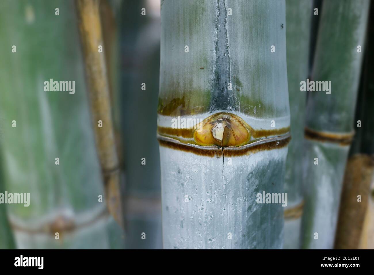 close up of green bamboo sticks in the rainforest Stock Photo - Alamy